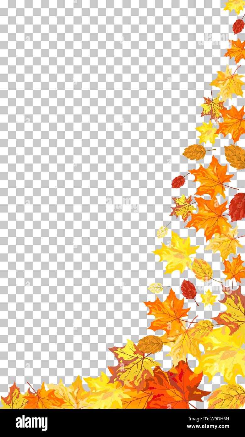 Fall (Autumn) Maple Background. Transparency Grid Design. Vector ...
