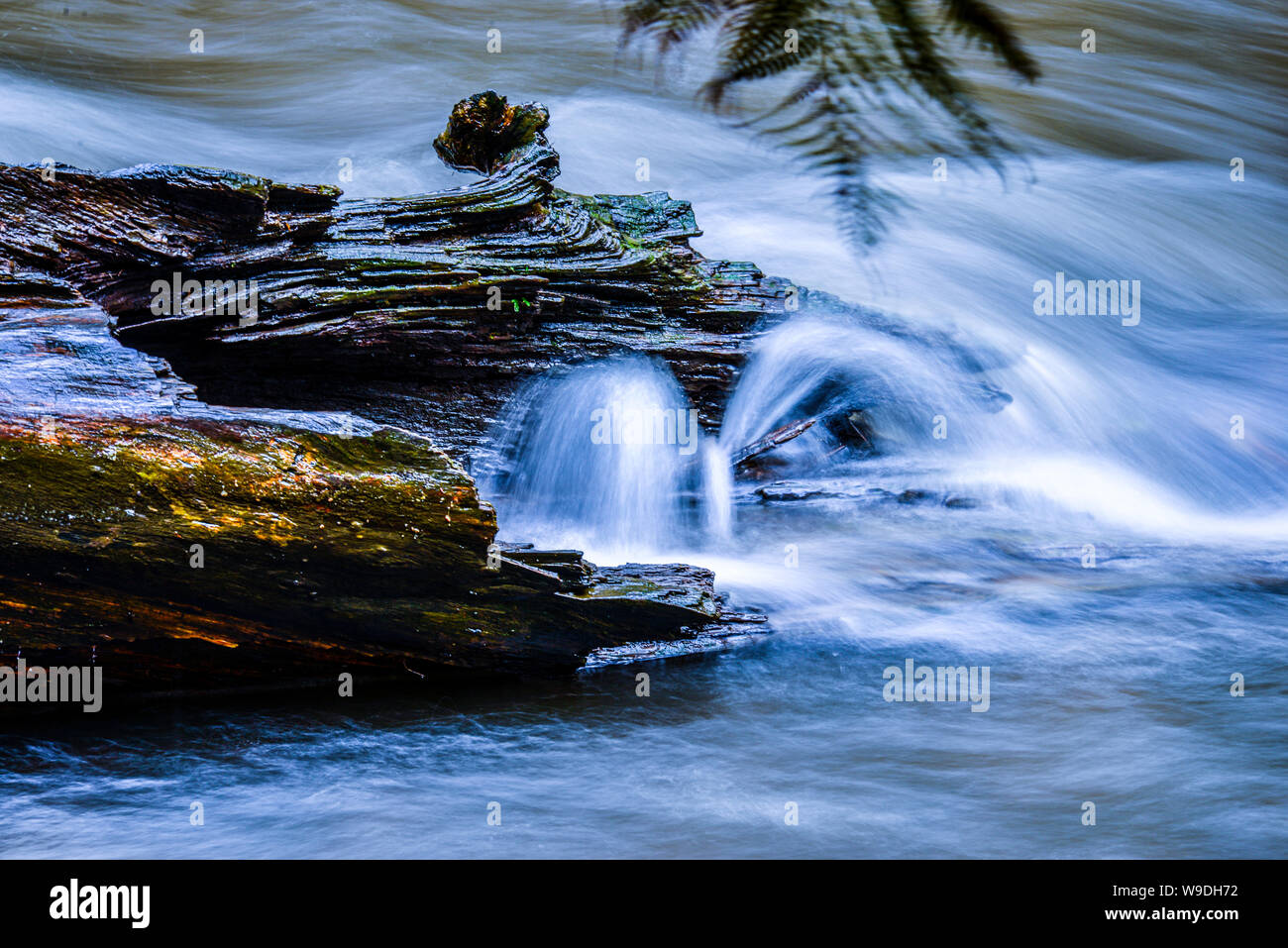 Stream forest river tree flow fallen hi-res stock photography and ...