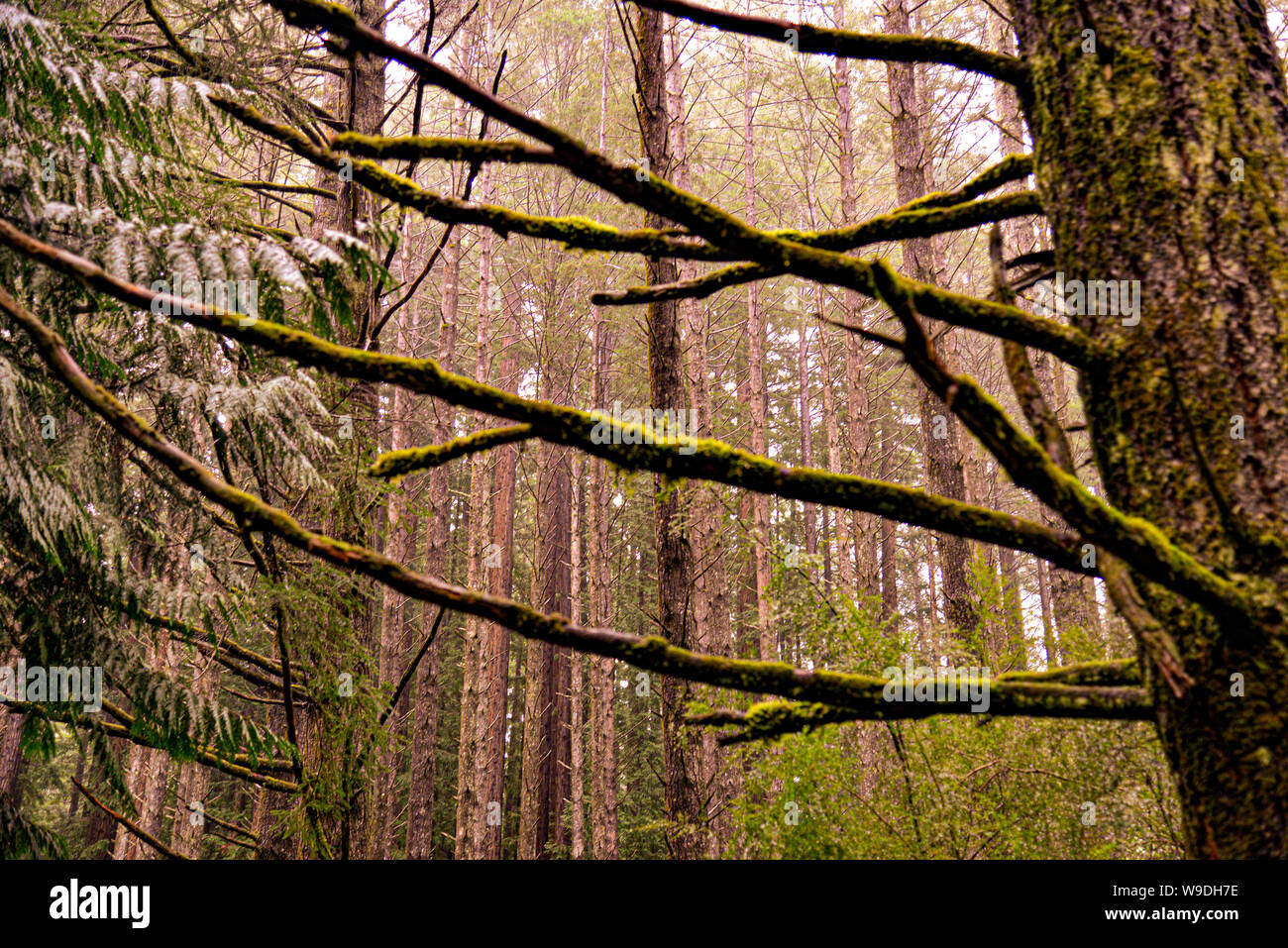 Person plants redwood hi-res stock photography and images - Alamy