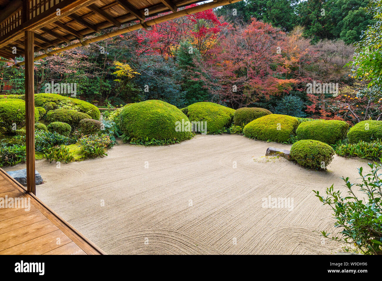 Beautiful nature colourful tree leaves in Japanese zen garden in autumn ...