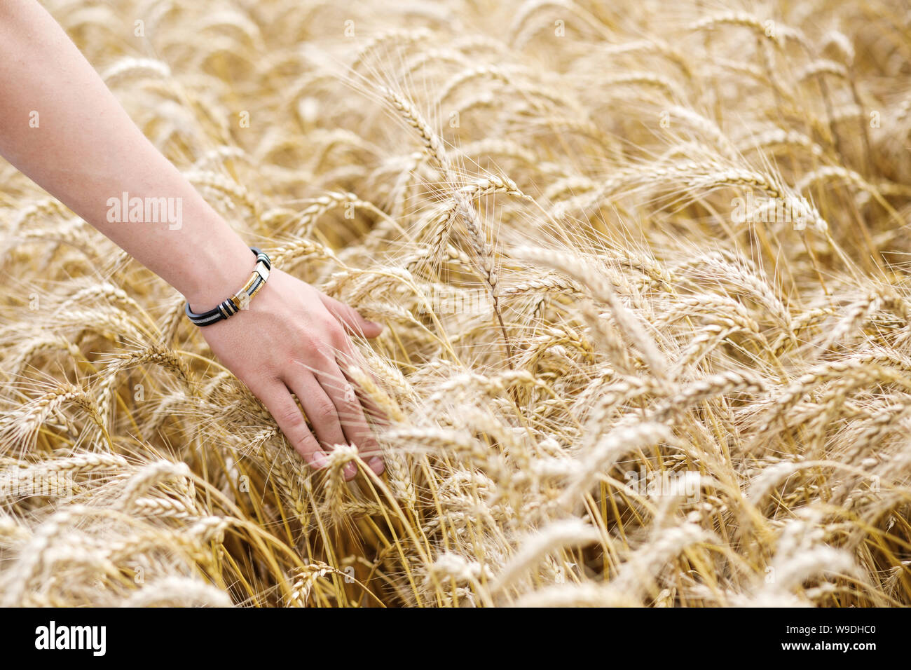 A courageous male hand touches the wheat ears in the field Stock Photo ...