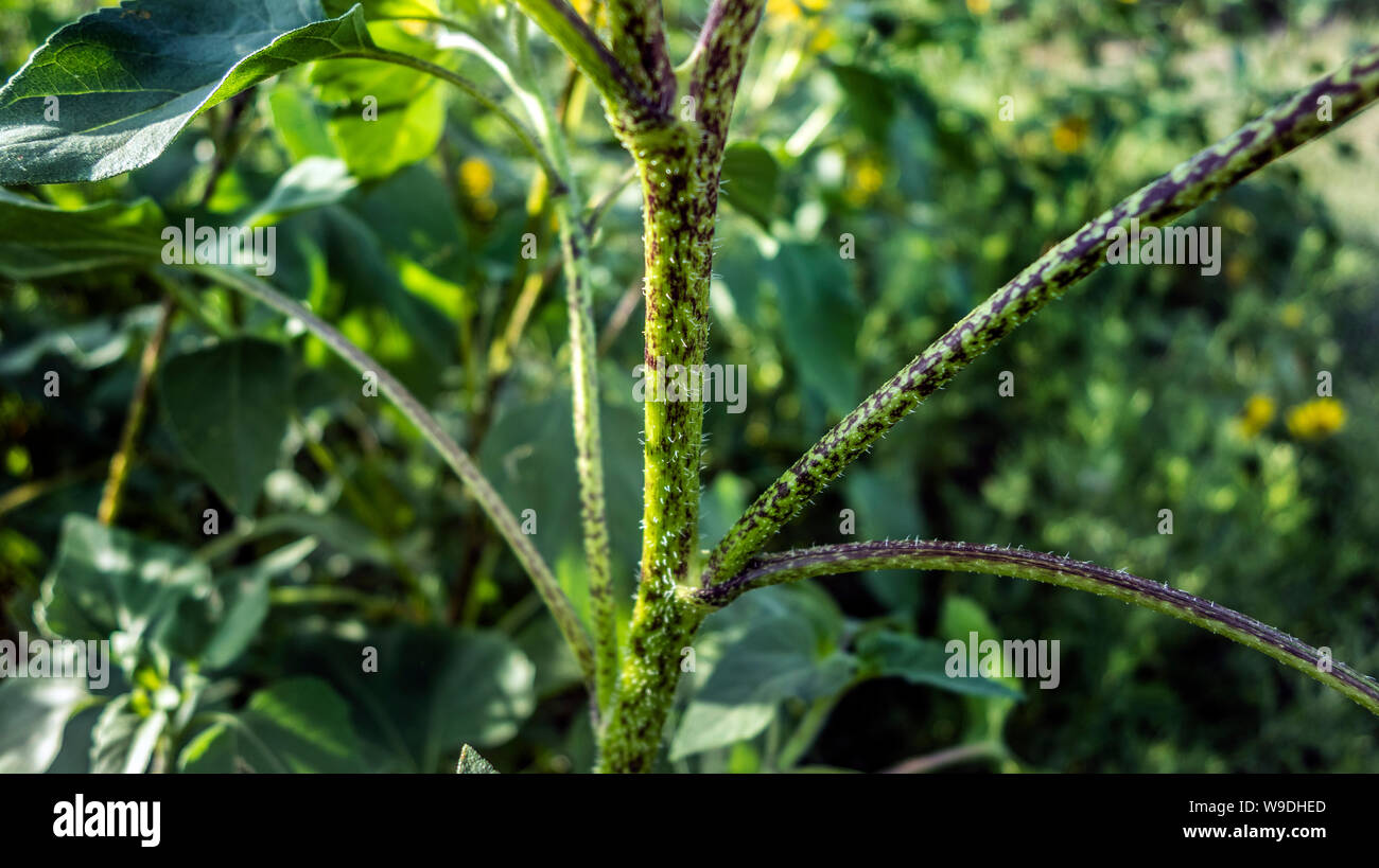 Prickly trees, San Ygnacio, Zapata Country, Texas, USA. Growing next to ...