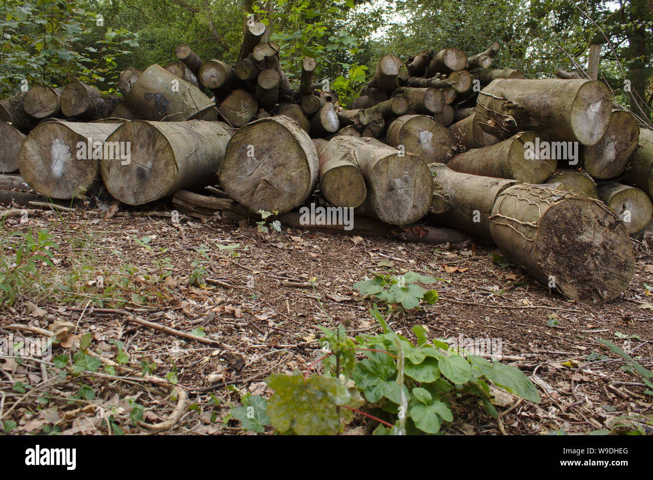 Broxbourne Nature Reserve High Resolution Stock Photography and Images ...