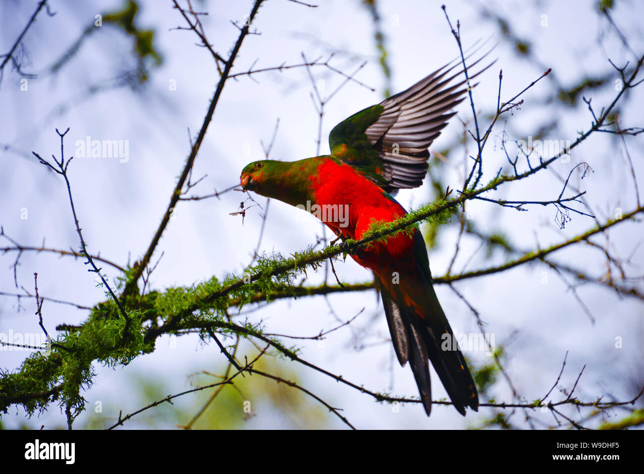 Juvenile and Adult Australian King Parrot in wild in tree, Melbourne ...