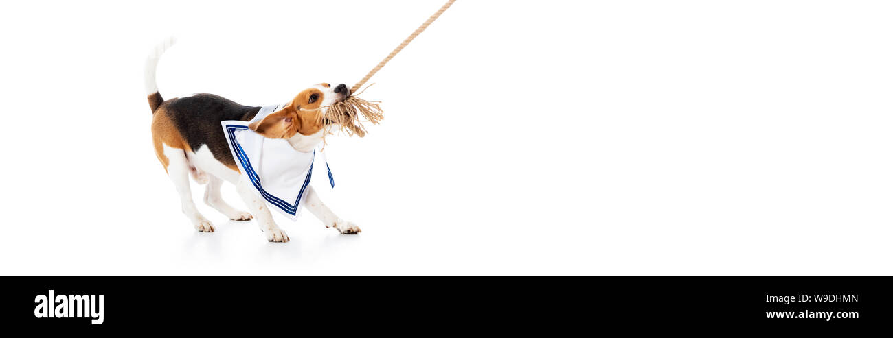 Biting rope hi-res stock photography and images - Alamy