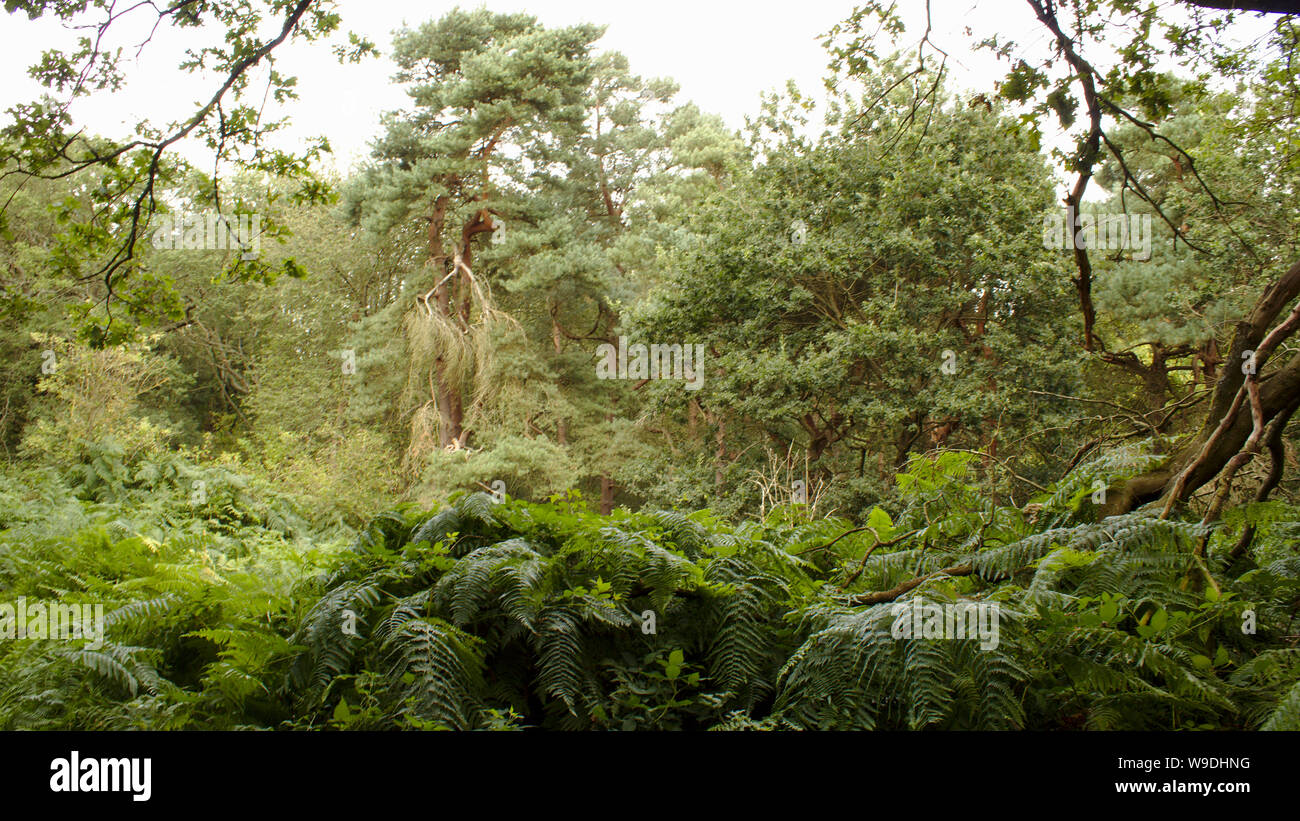 Broxbourne Nature Reserve High Resolution Stock Photography and Images ...