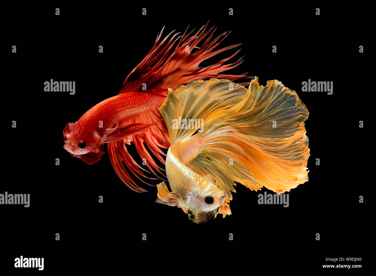 Close up art movement of Betta fish,Siamese fighting fish isolated on ...