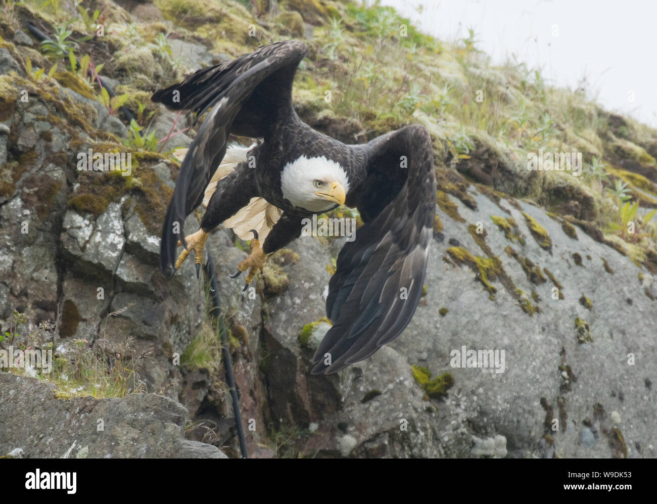 Bald eagle flying alaska hi-res stock photography and images - Alamy