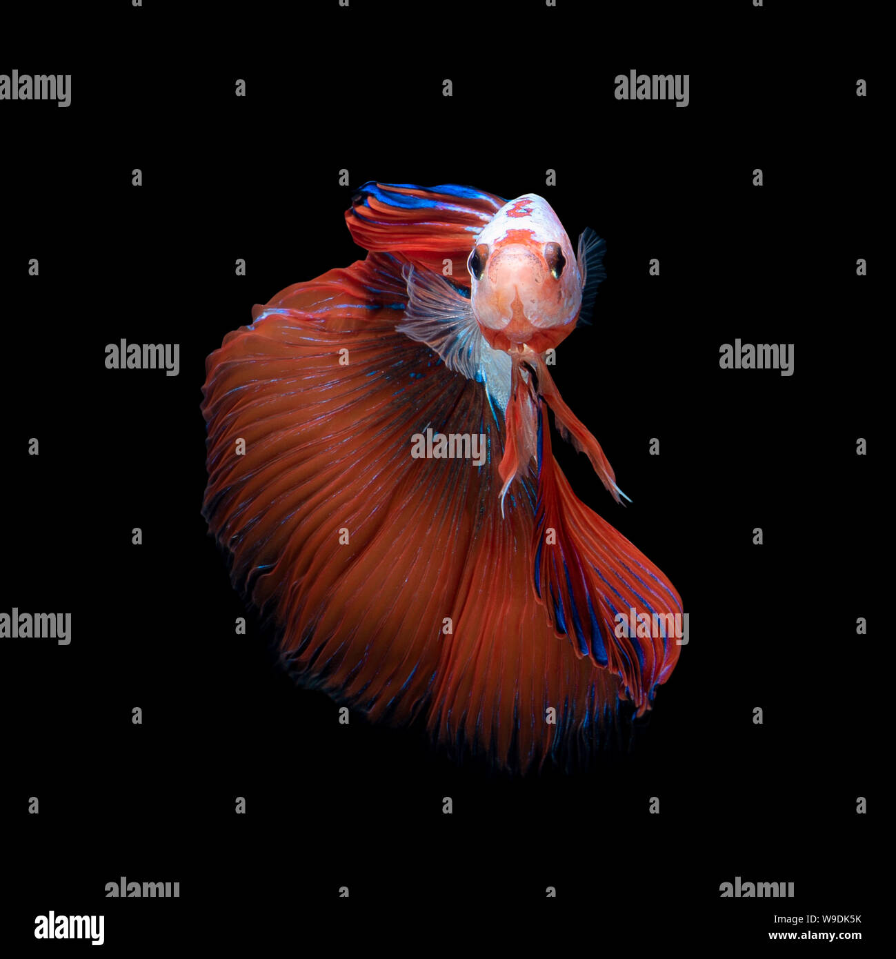 Close up art movement of Betta fish or Siamese fighting fish isolated ...