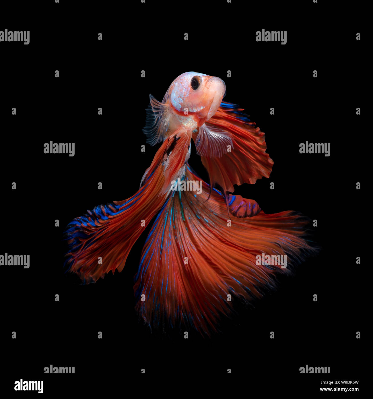 Close up art movement of Betta fish or Siamese fighting fish isolated ...