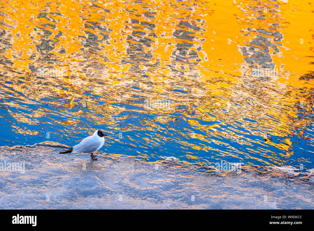 Bird stand on the ice in frozen canal with colourful reflection on ...