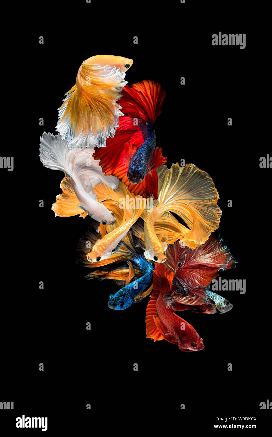 Close up art movement of Betta fish or Siamese fighting fish isolated ...