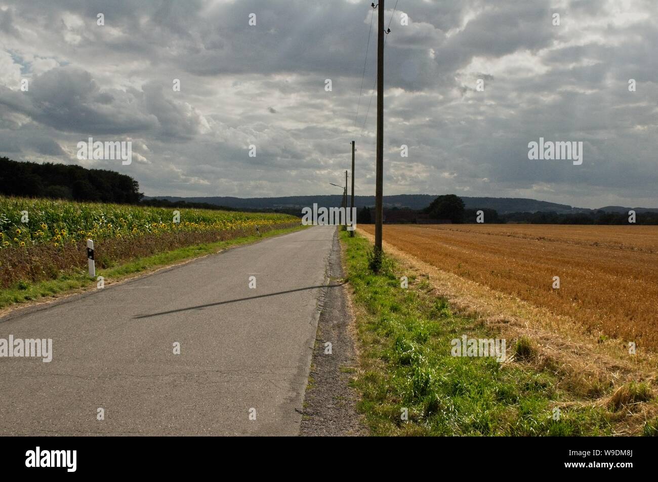 country road along a cornfield Stock Photo - Alamy