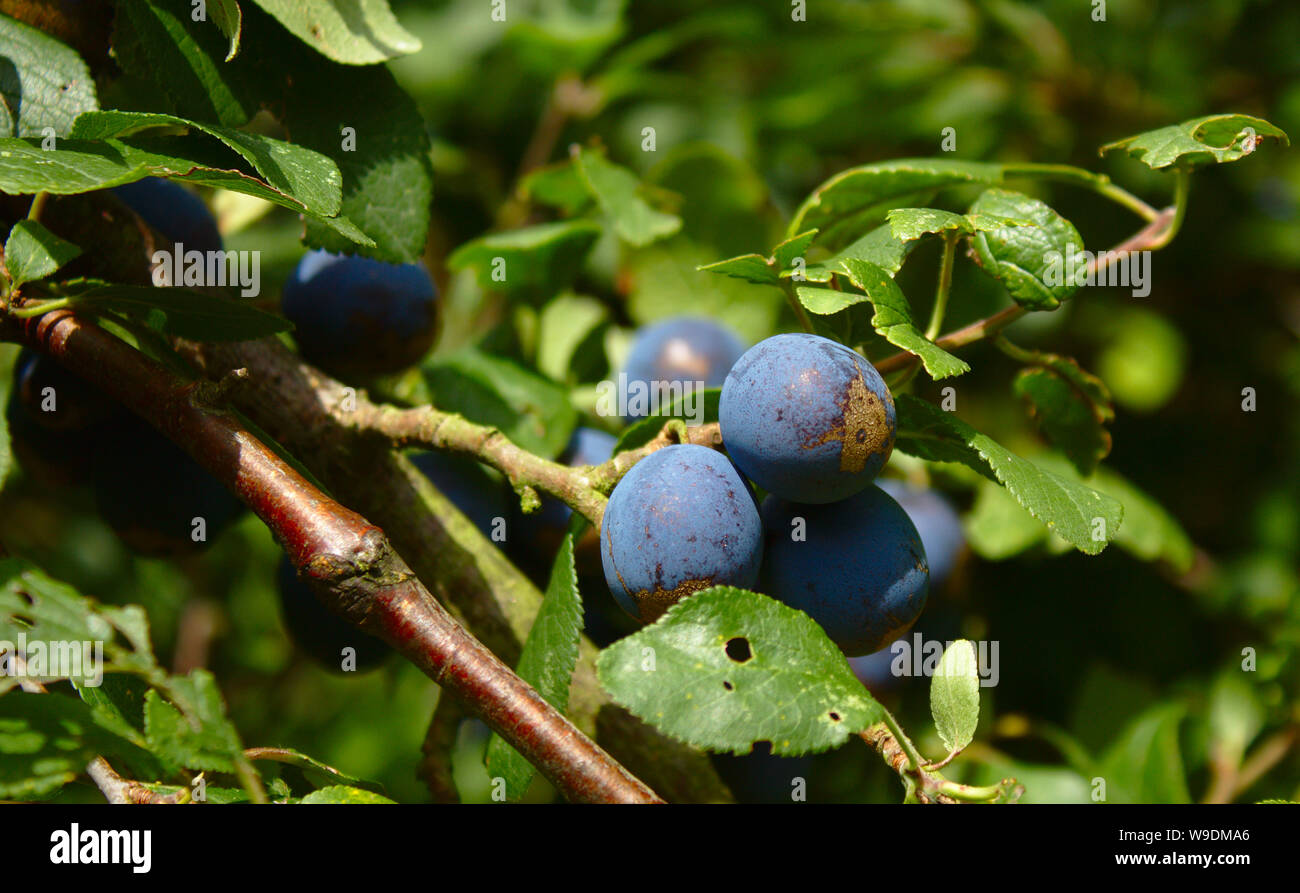 Bluecurrant hi-res stock photography and images - Alamy