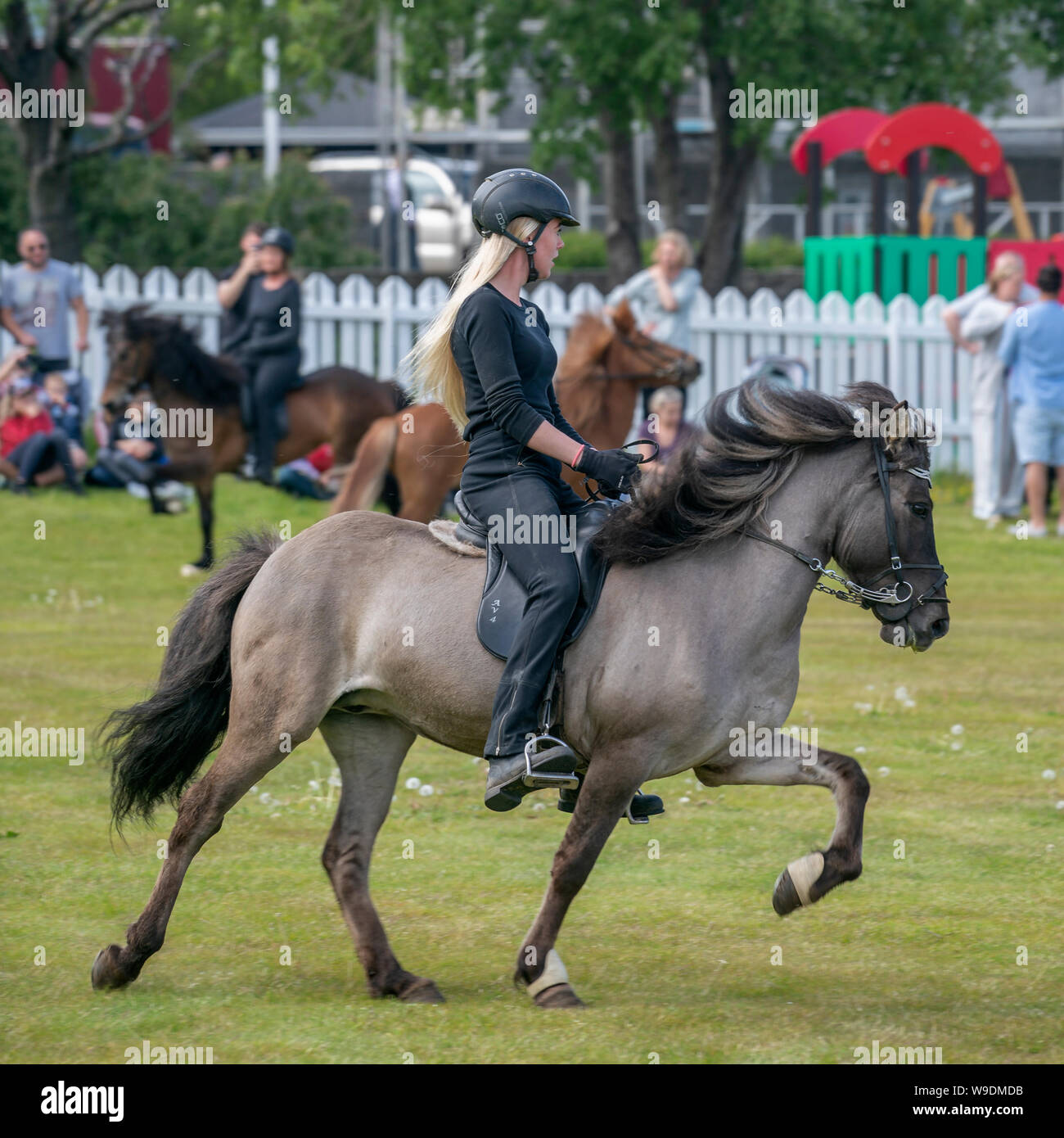 Icelandic Horse display, Independence Day, Reykjavik, Iceland Stock ...