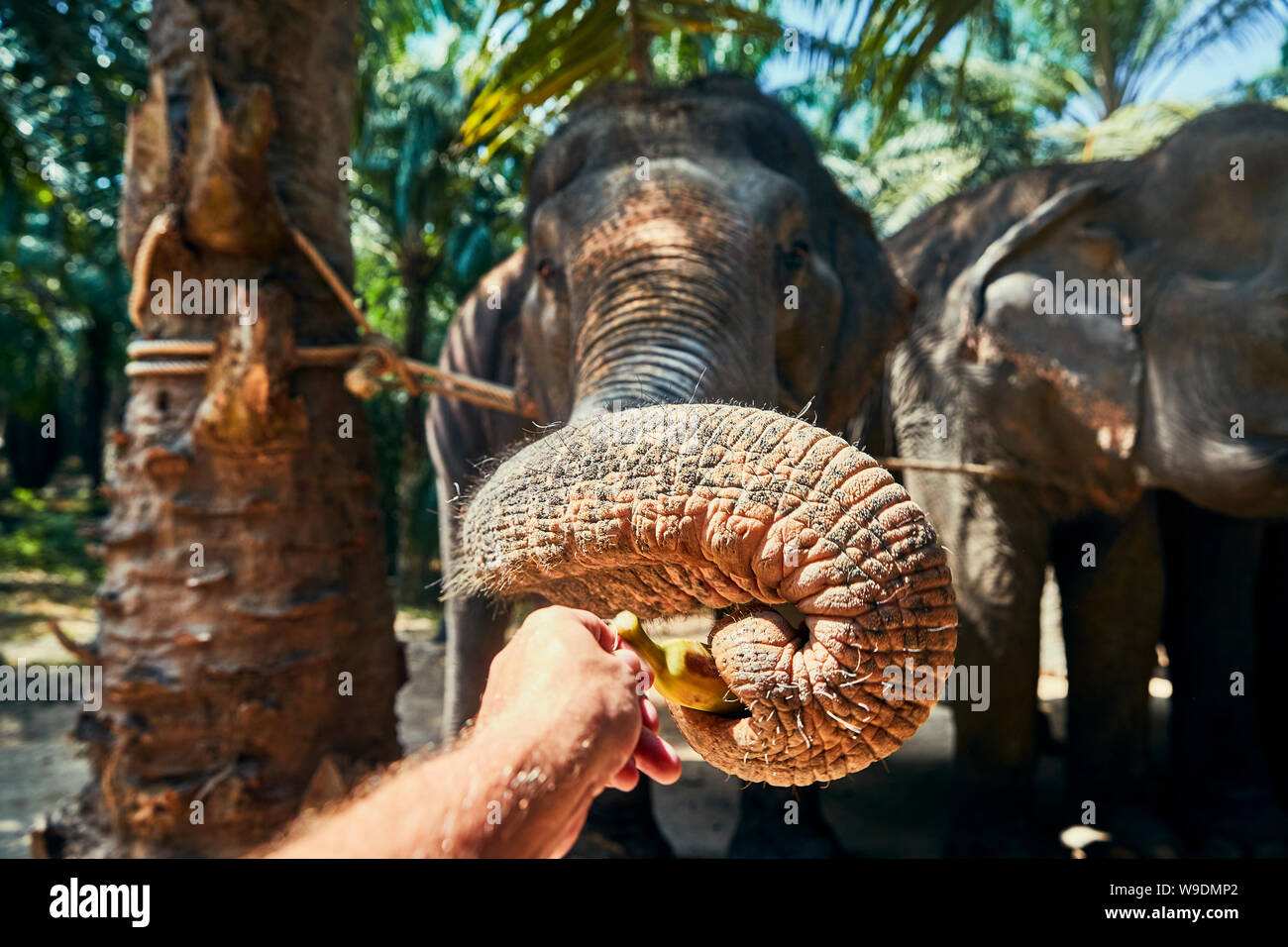Elephant eating banana hi-res stock photography and images - Alamy