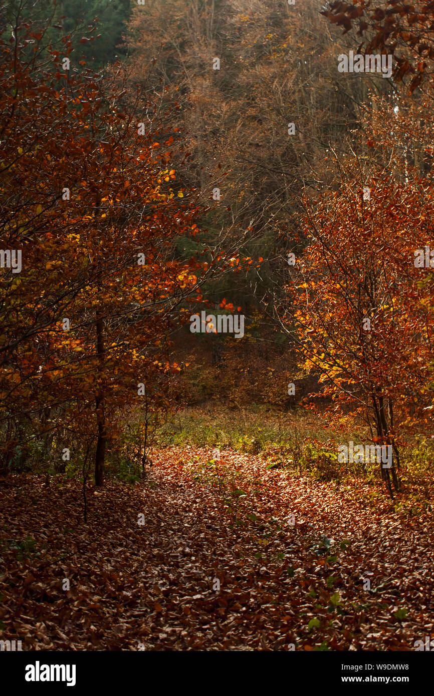 Whimsical Trees High Resolution Stock Photography and Images - Alamy