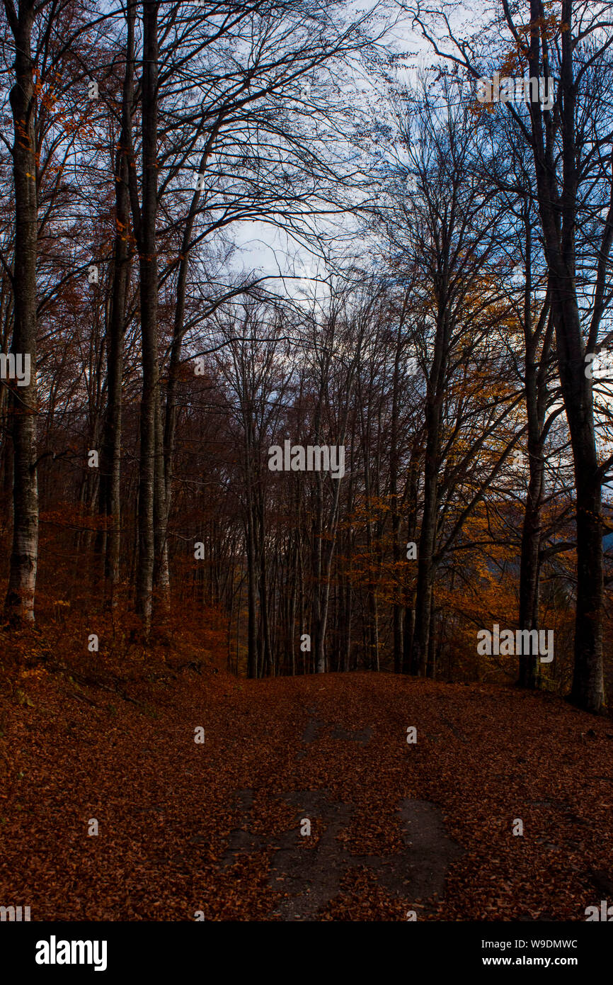 View of moody landscape with colorful trees and path in autumn season ...