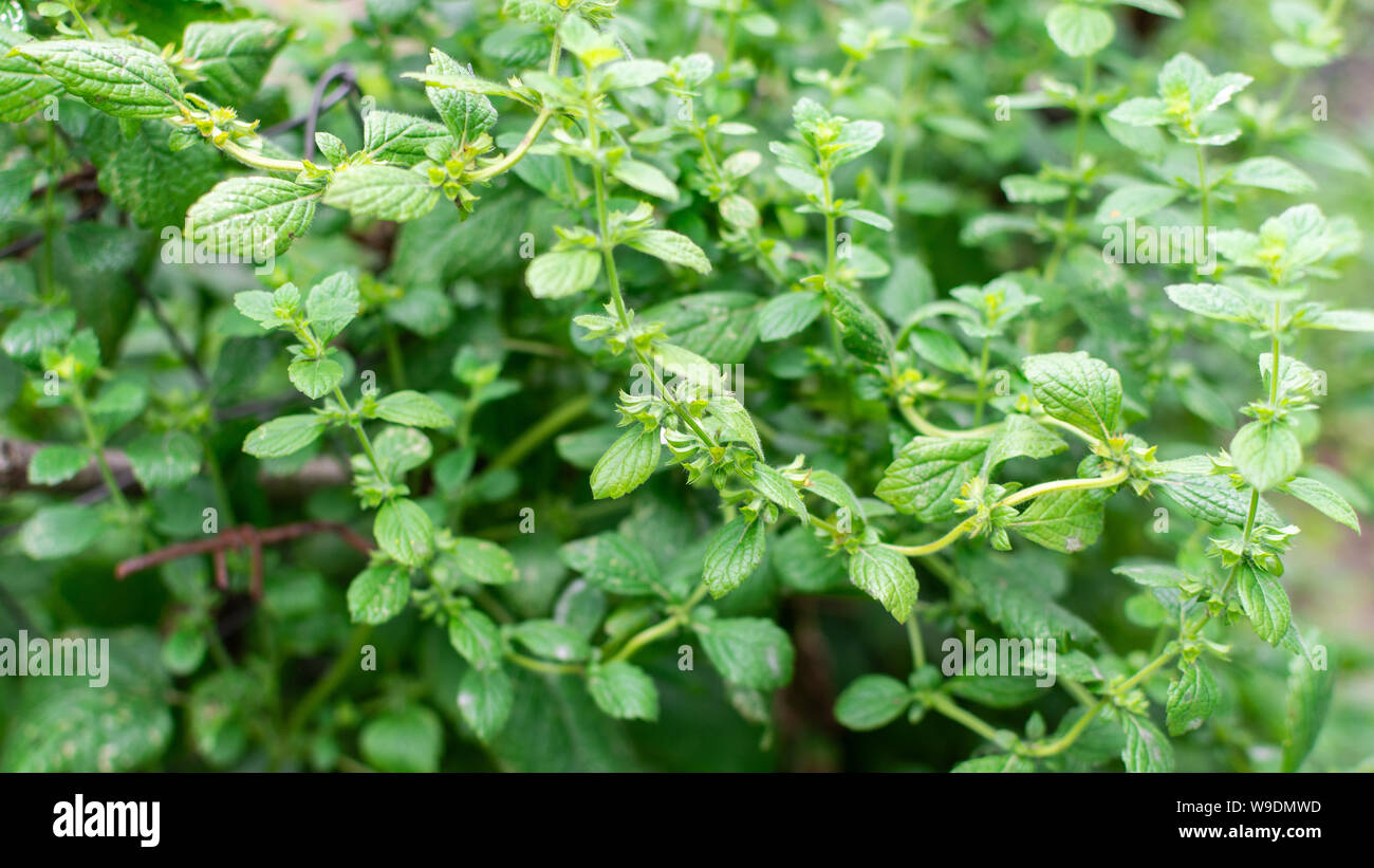 Lemon balm or Mentha, balm mint bush with flowers, aromatic perennial ...