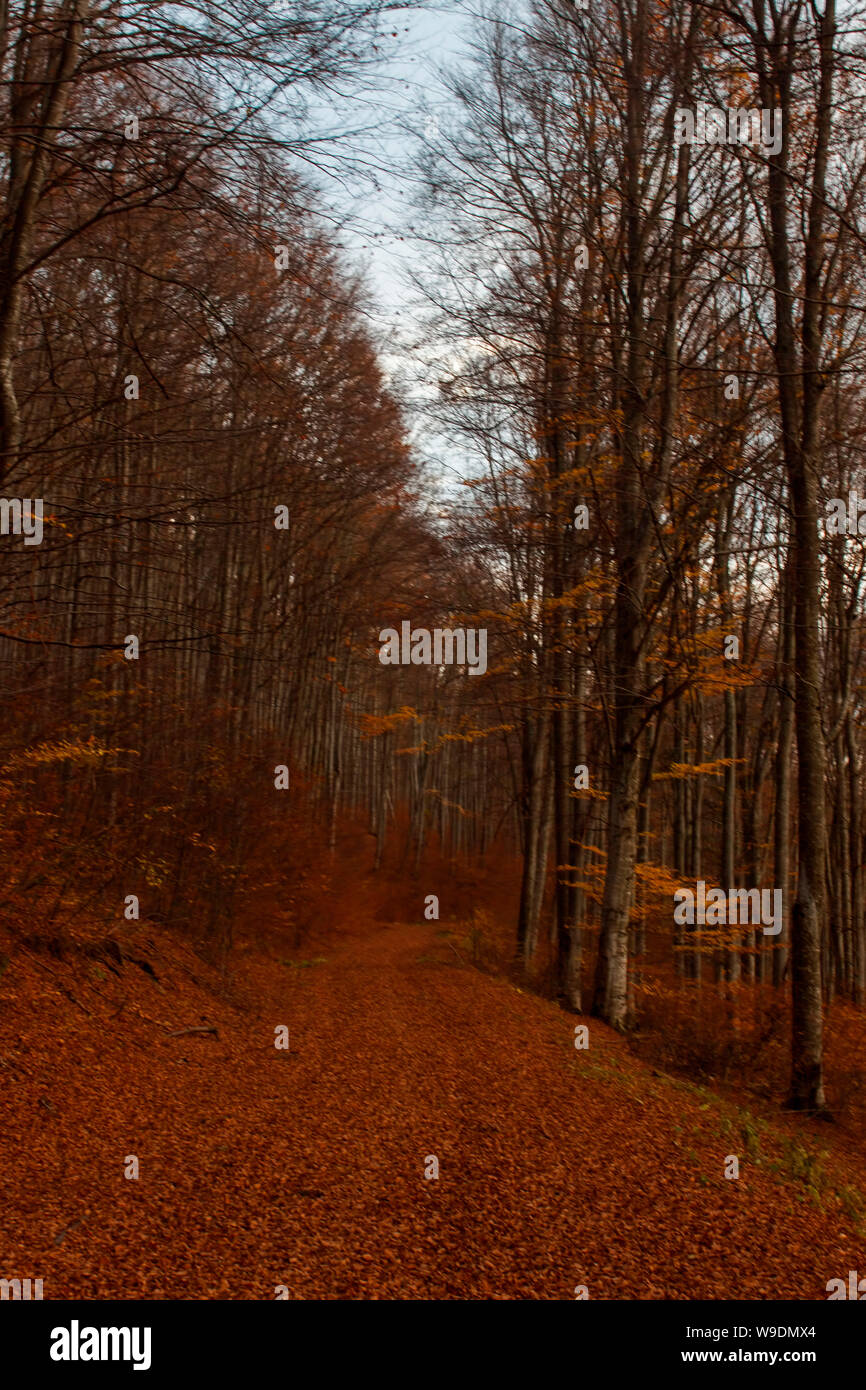 Whimsical fall foliage hi-res stock photography and images - Alamy