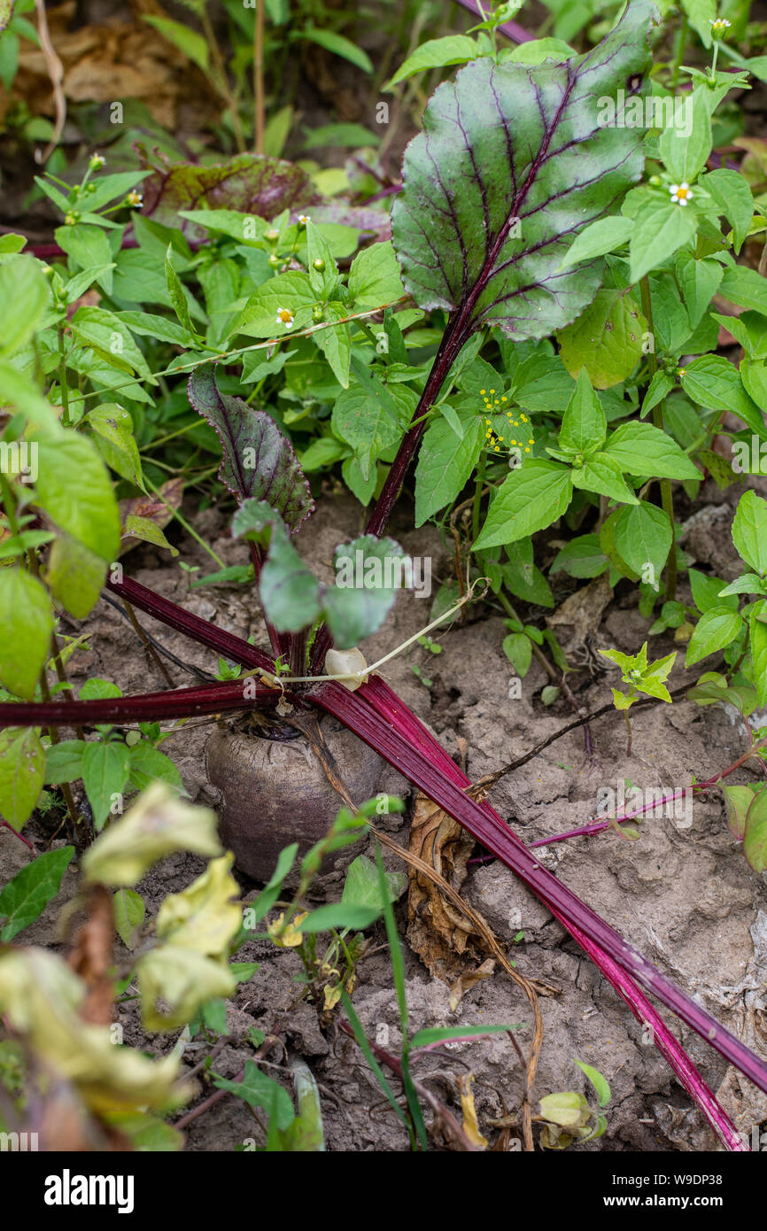 Garden beds of beetroot , fresh young vegetables from the garden Stock ...