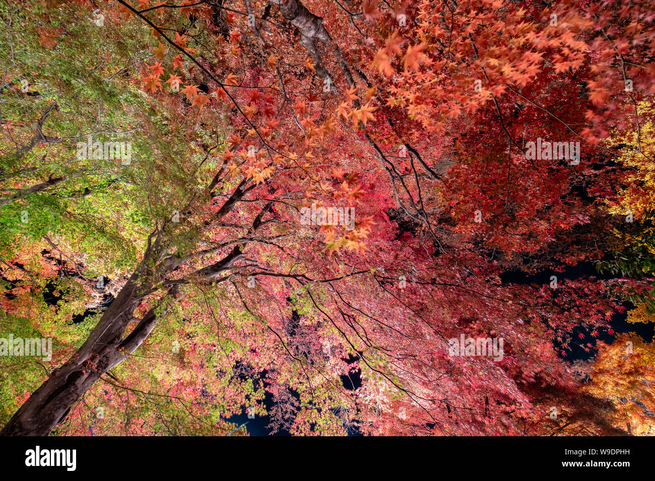 Red and green Maple leaf with light up illuminated at night Stock Photo ...