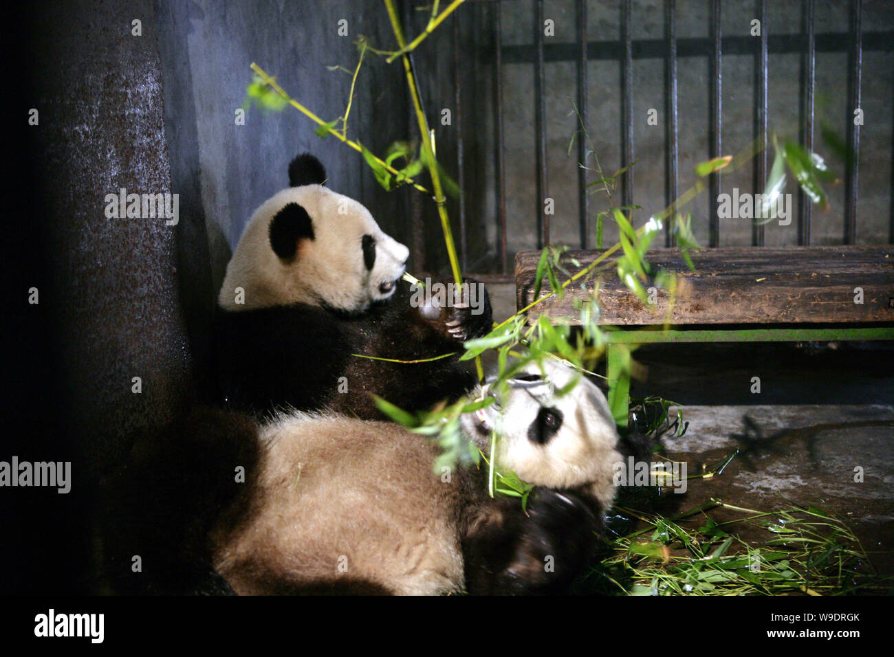 Panda china wolong panda center hi-res stock photography and images - Alamy