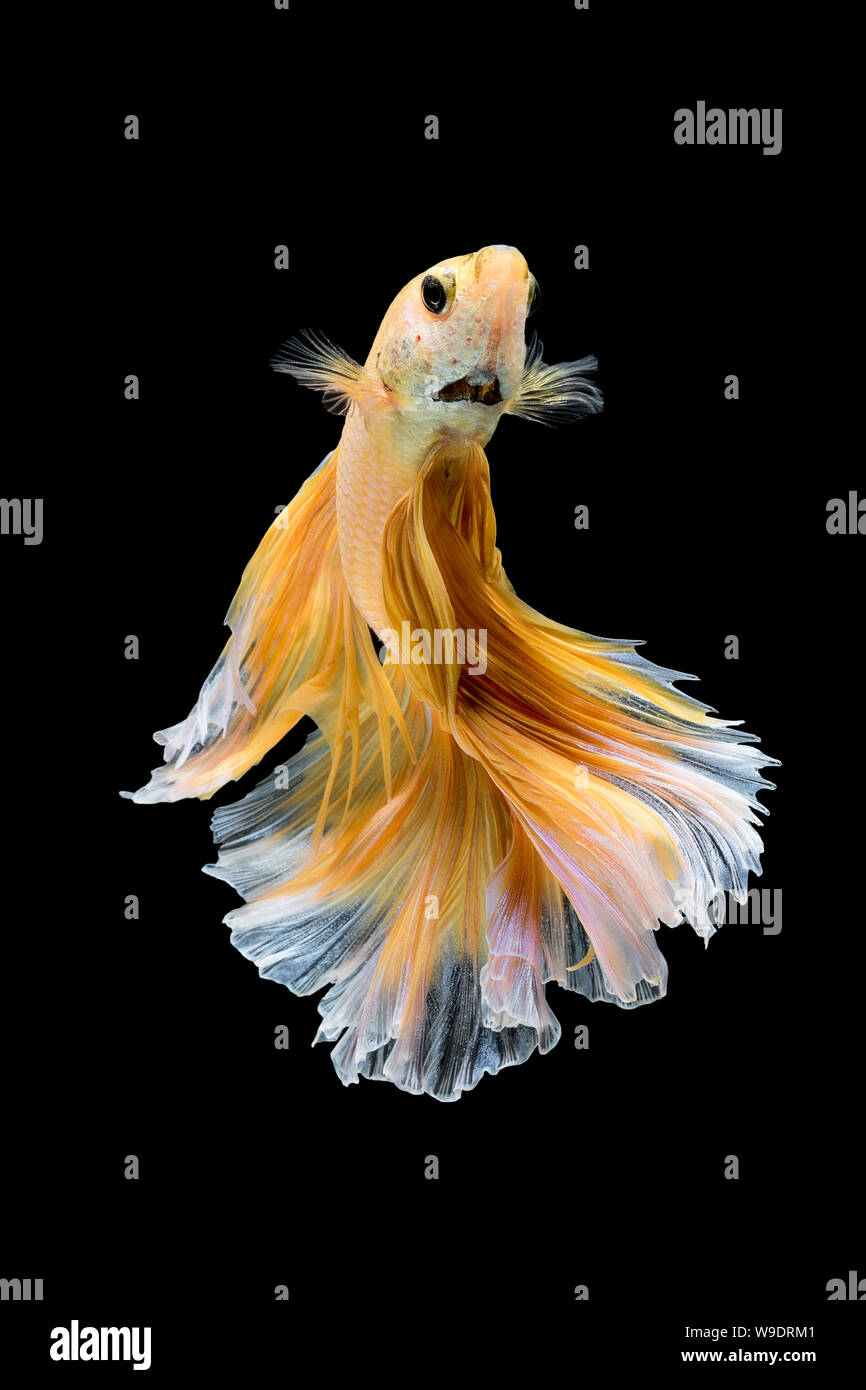 Close up art movement of Betta fish,Siamese fighting fish isolated on ...