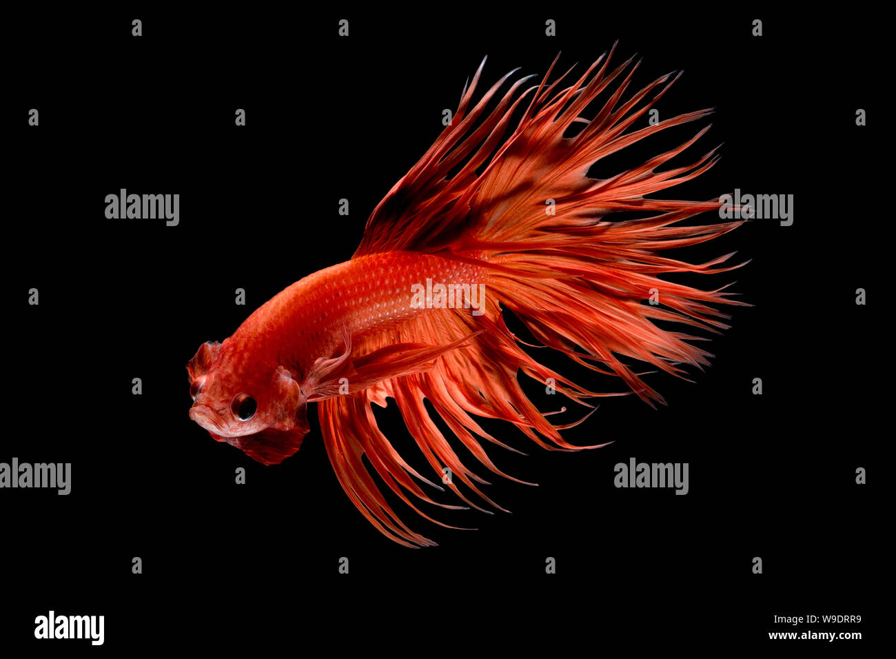 Close up art movement of Betta fish,Siamese fighting fish isolated on ...