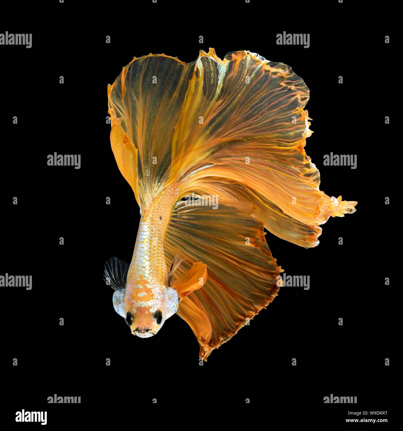 Close up art movement of Betta fish,Siamese fighting fish isolated on ...