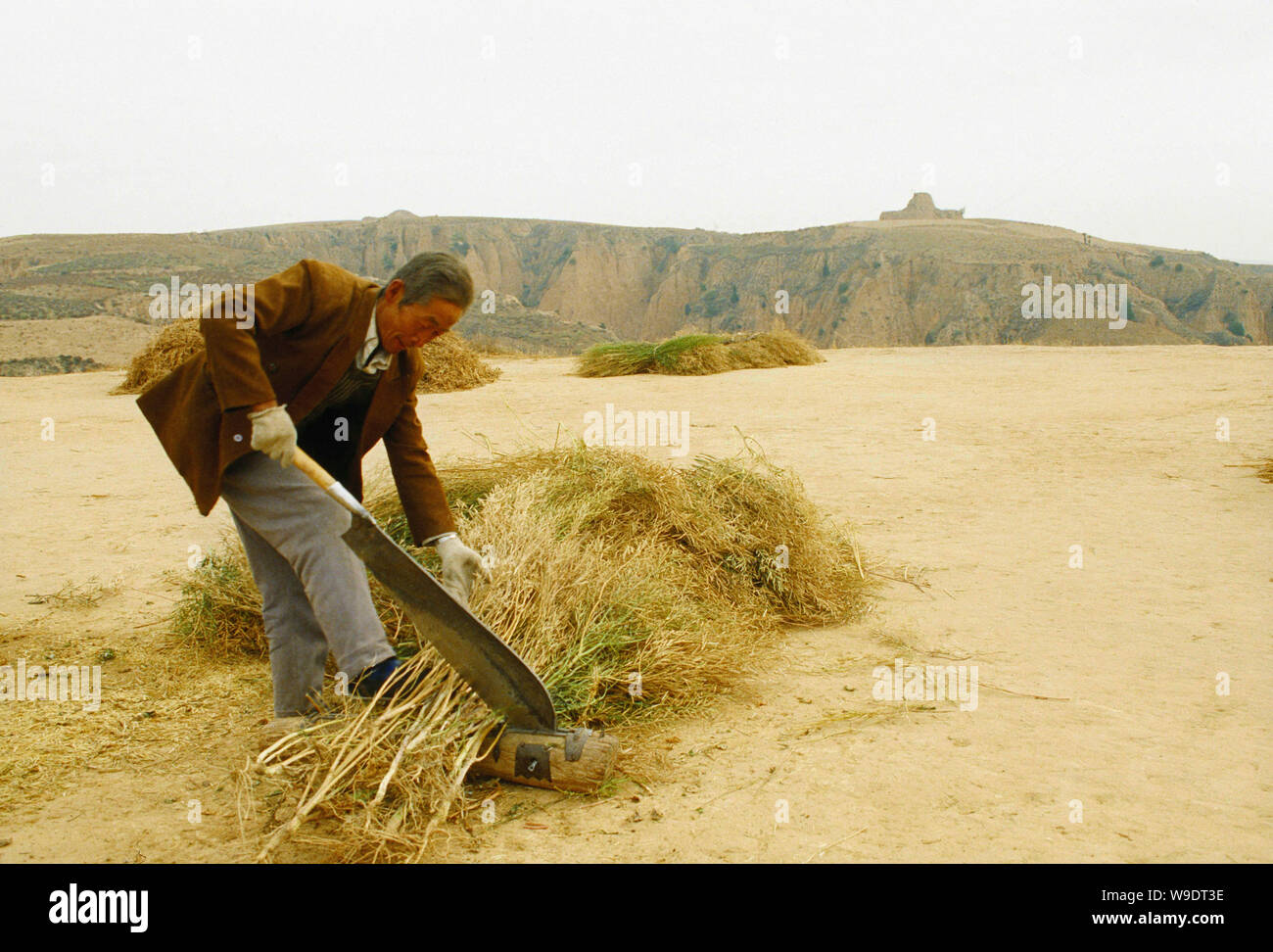 A Chinese farmer cuts hay in a village in Shenmu county, northwest ...