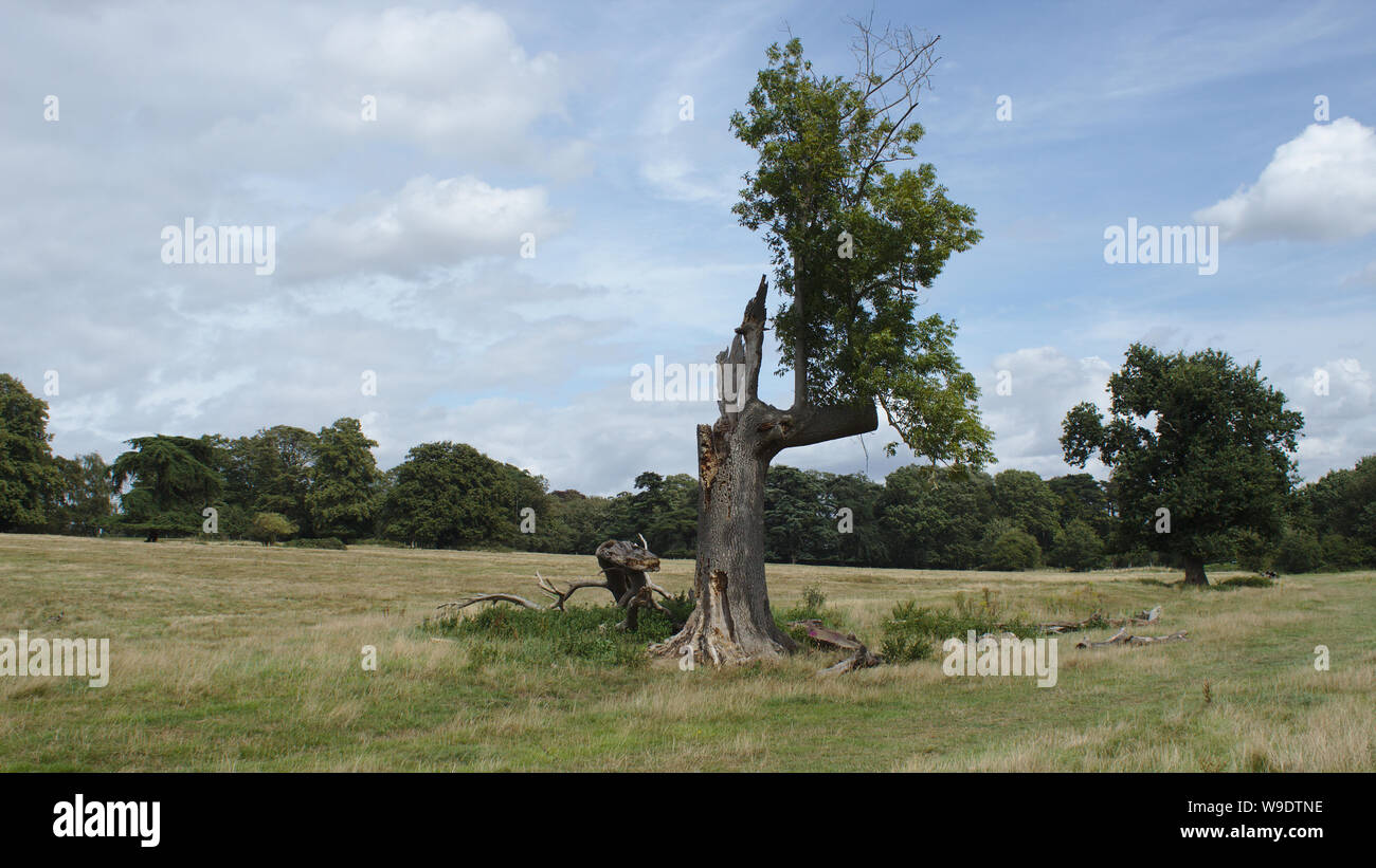 Broxbourne Nature Reserve High Resolution Stock Photography and Images ...