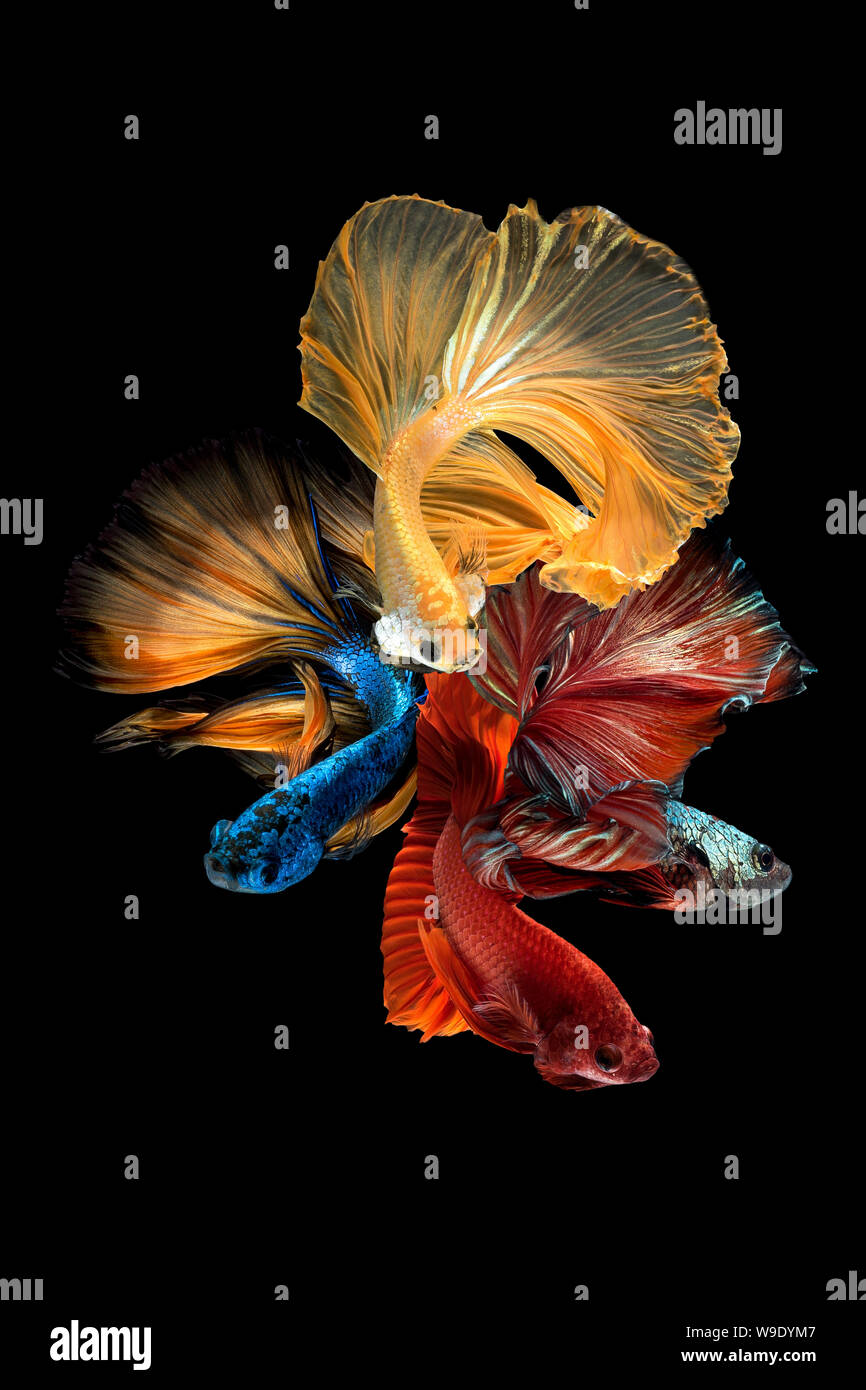 Close up art movement of Betta fish,Siamese fighting fish isolated on ...