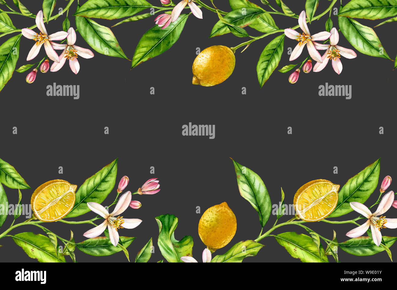 Horizontal frame Lemon fruit branch with flowers realistic botanical ...