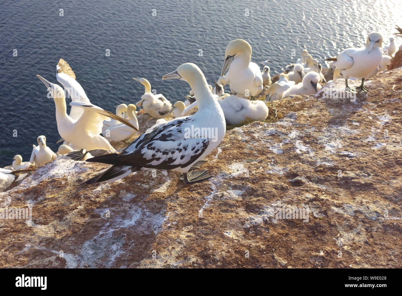 Young gannets hi-res stock photography and images - Alamy