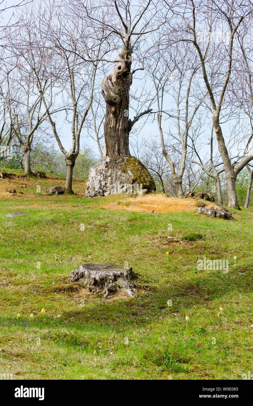 An old wierd shaped tree without leaves on the path of The Gods Way in ...