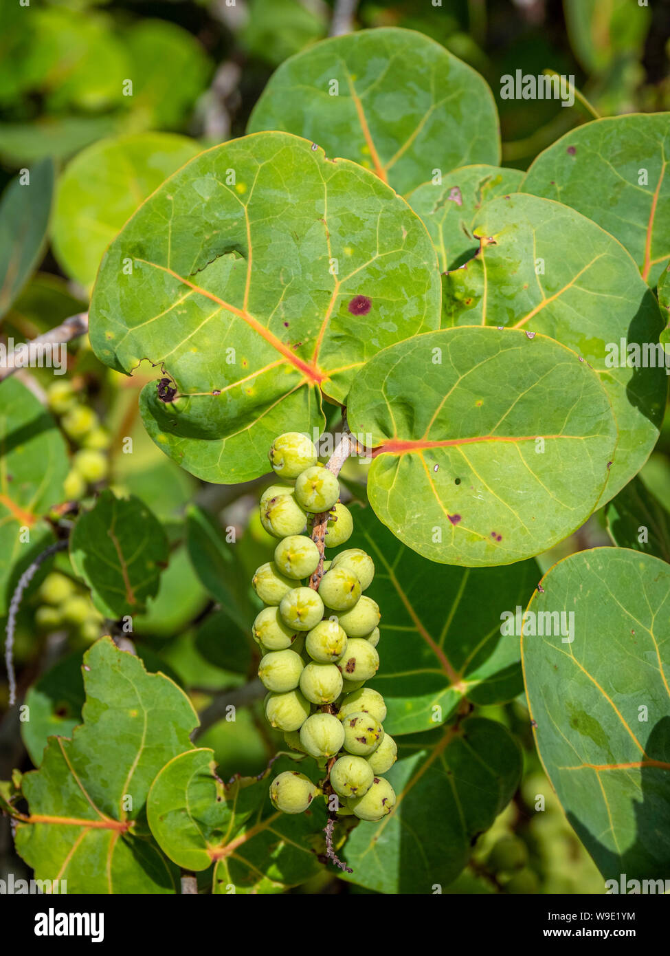 Sea grape coccoloba uvifera hi-res stock photography and images - Alamy