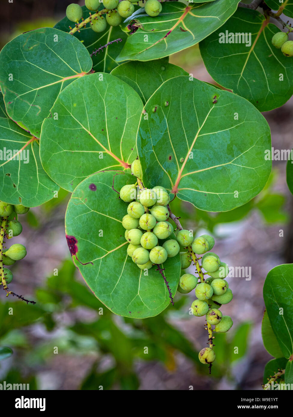 Sea grape coccoloba uvifera hi-res stock photography and images - Alamy