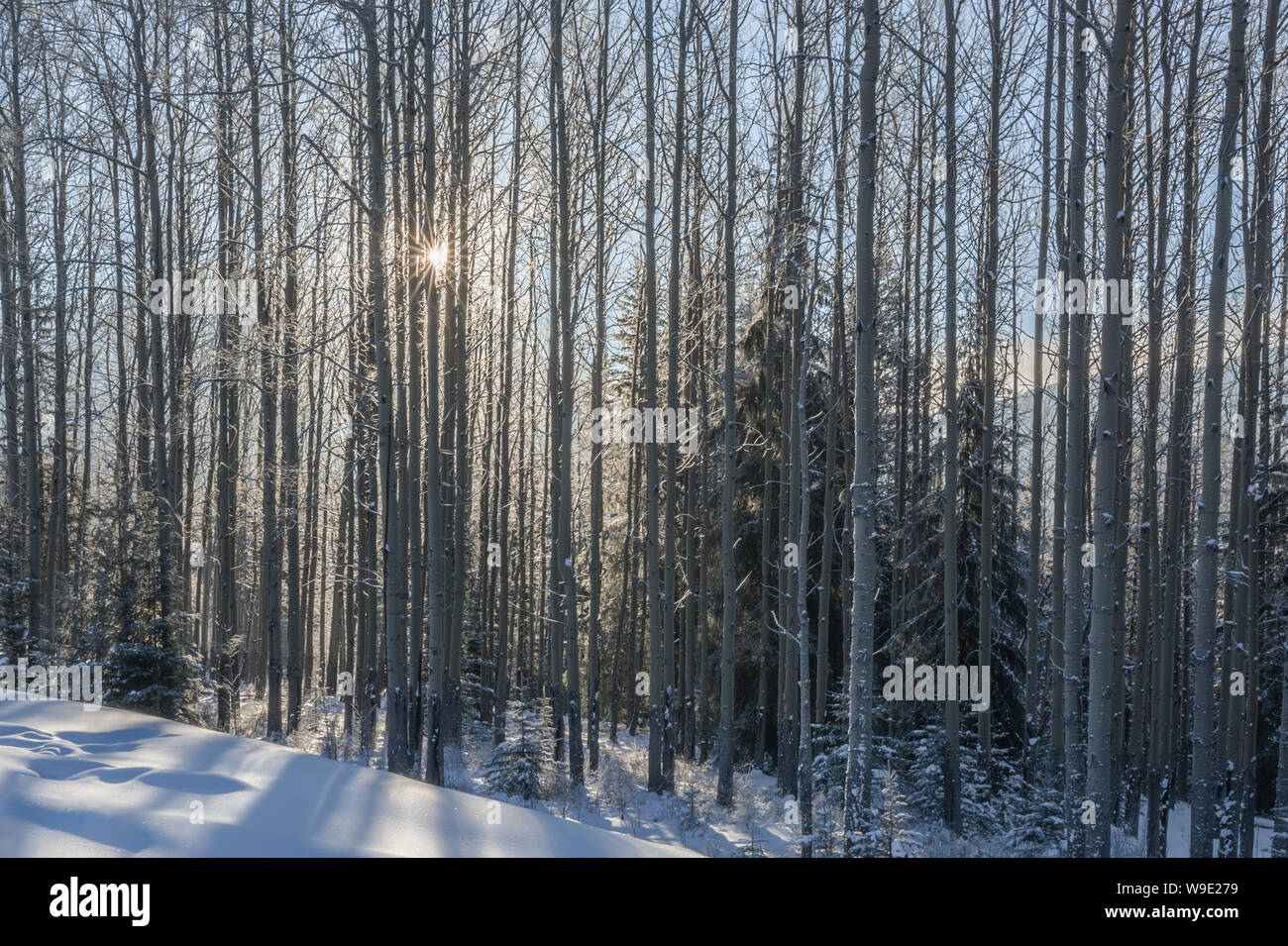Sun Shining through an Aspen Forest in Banff National Park, Canada ...