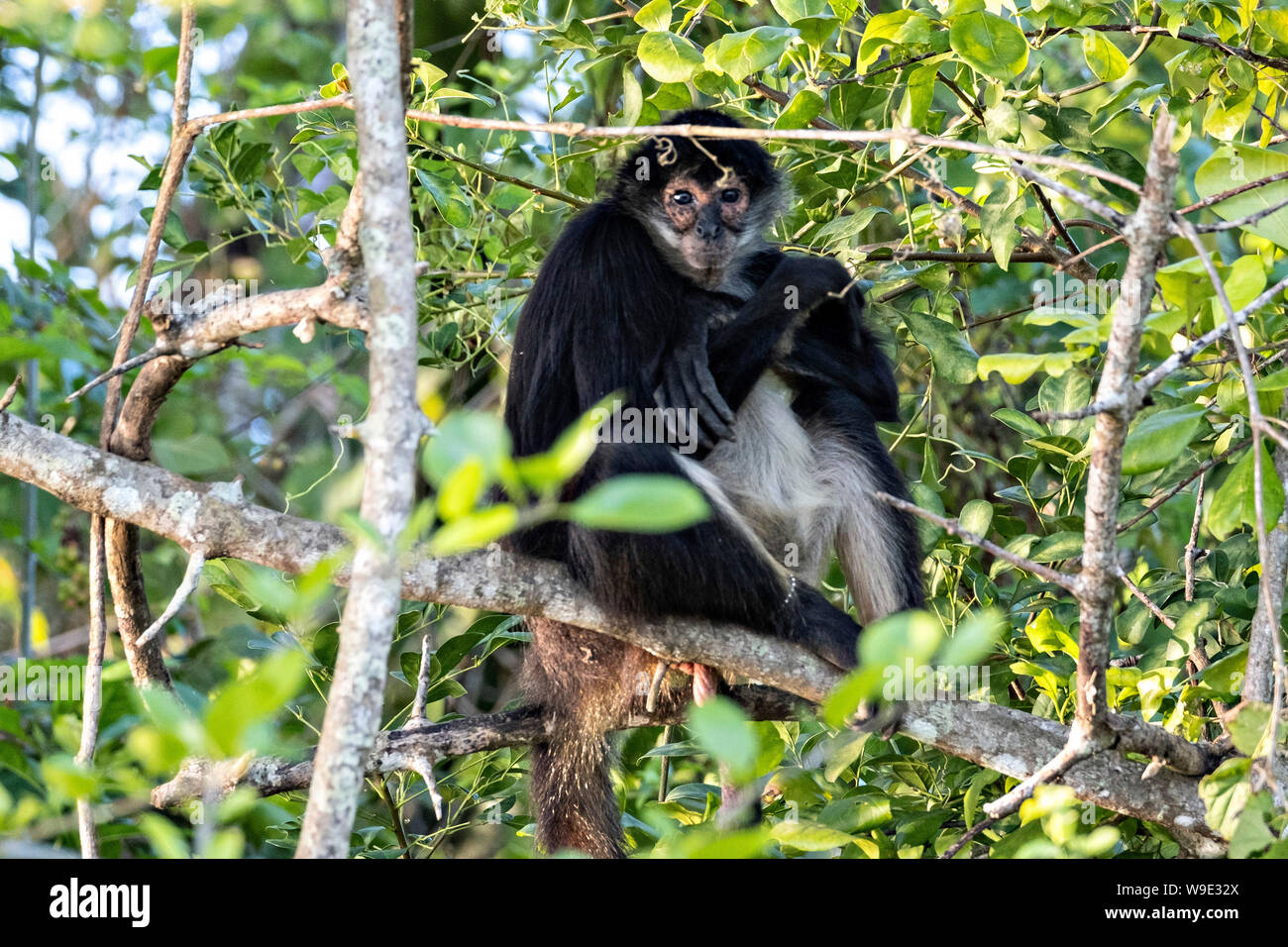 Mexican spider monkey hi-res stock photography and images - Alamy