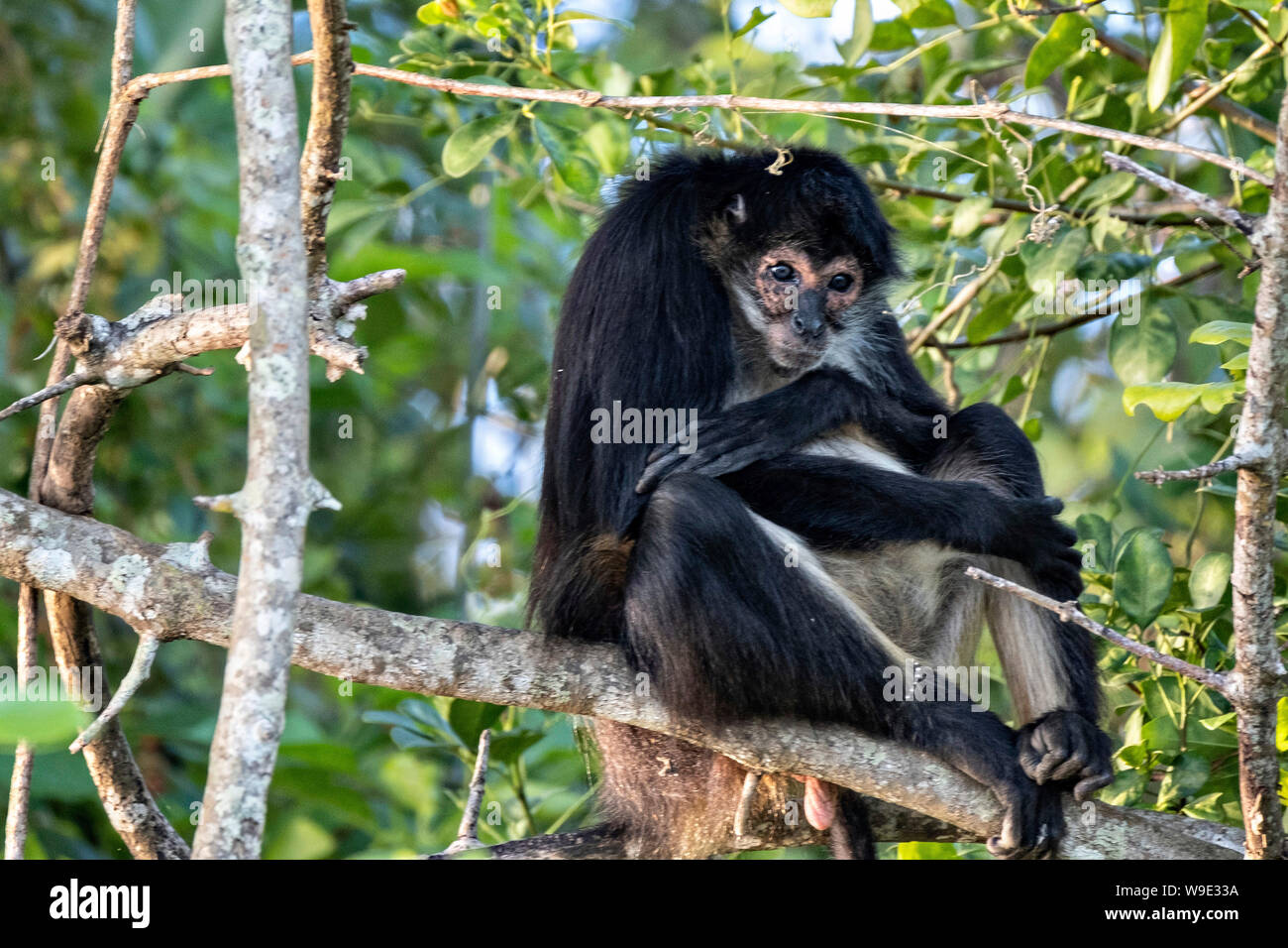 Mexican spider monkey hi-res stock photography and images - Alamy