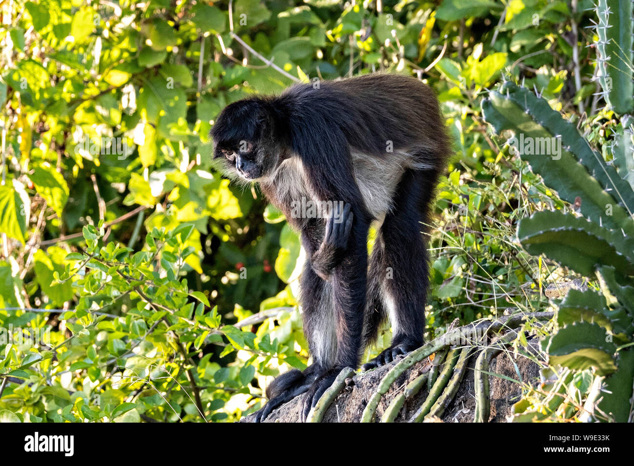 A critically endangered Mexican spider monkey sits in a tree on Monkey ...