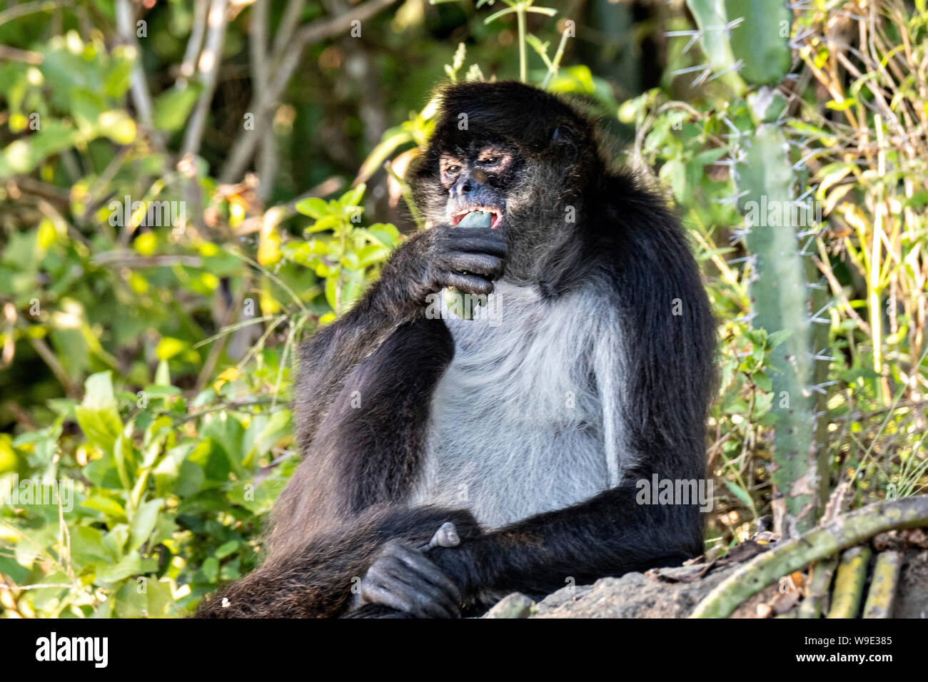 A critically endangered Mexican spider monkey eats a piece of cactus on ...
