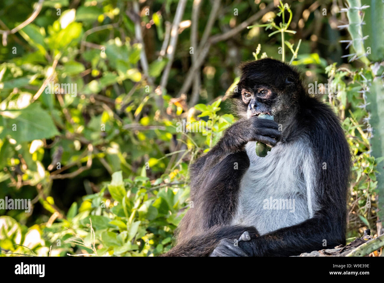 Mexican monkey hi-res stock photography and images - Alamy
