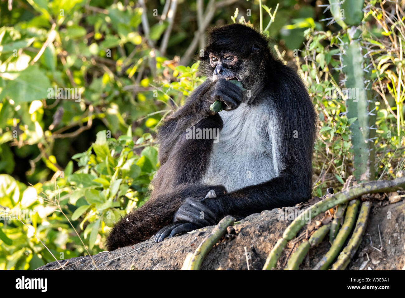 A critically endangered Mexican spider monkey eats a piece of cactus on ...