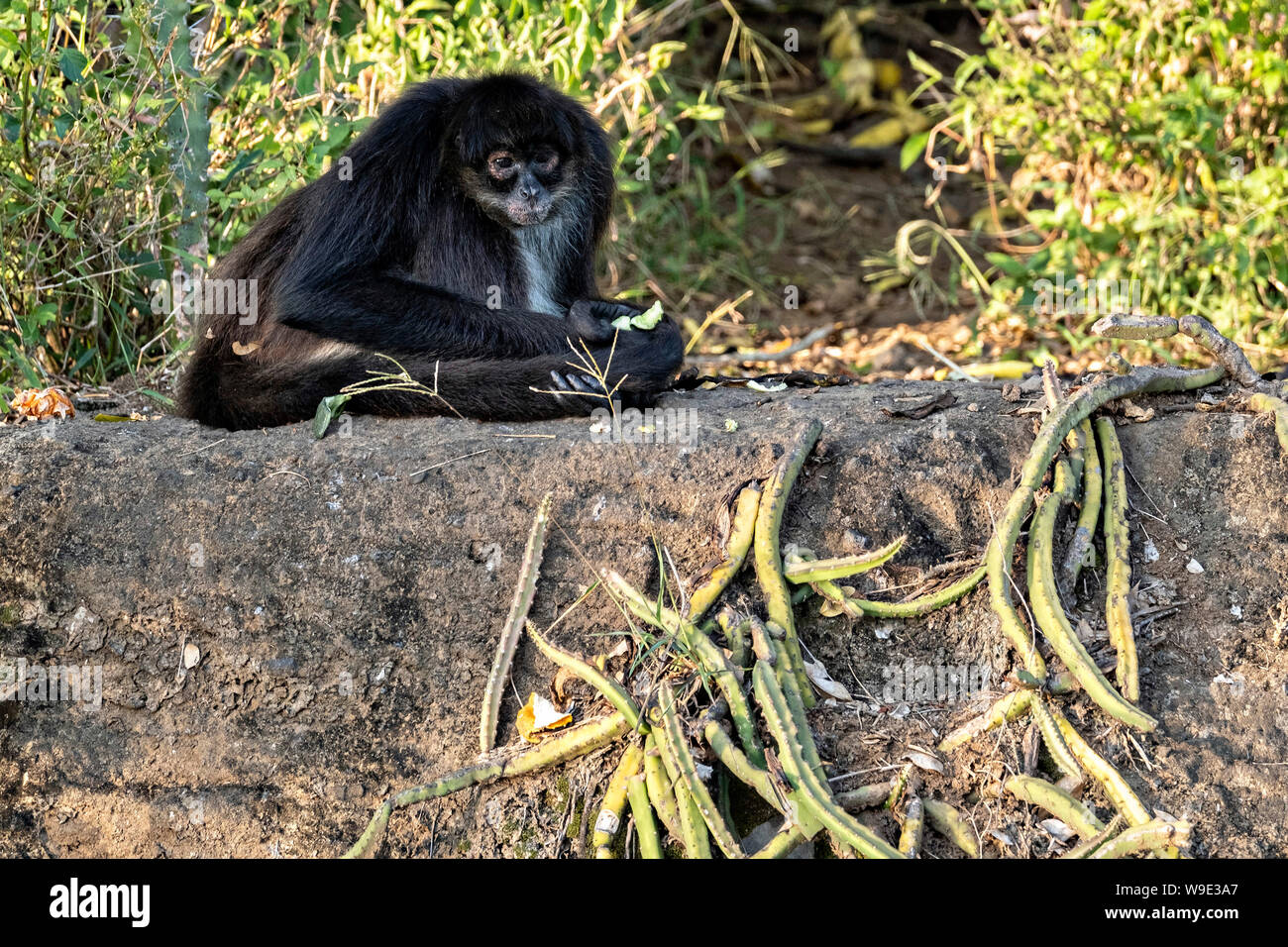 A critically endangered Mexican spider monkey eats a piece of cactus on ...