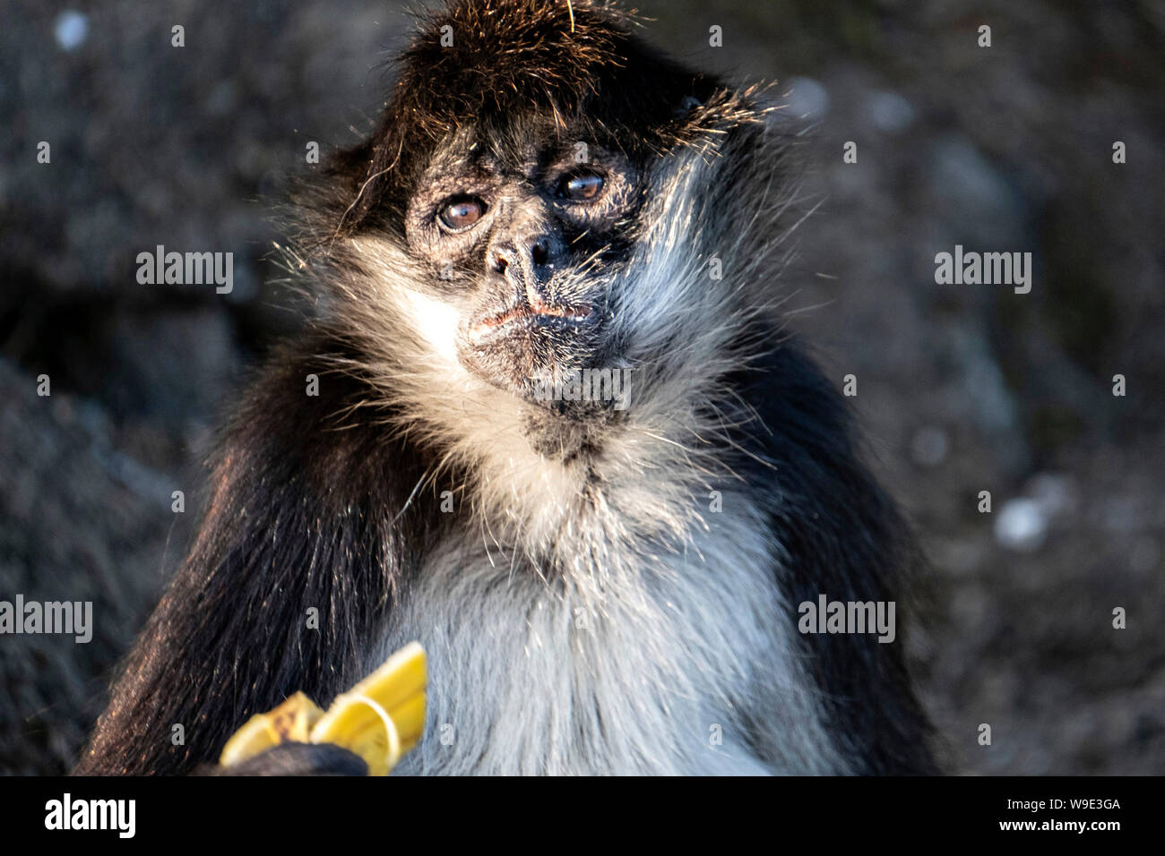 Mexican monkeys hi-res stock photography and images - Alamy