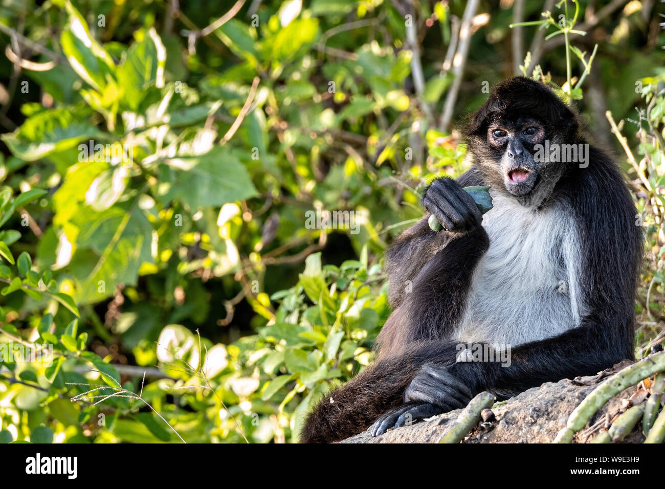A critically endangered Mexican spider monkey eats a piece of cactus on ...