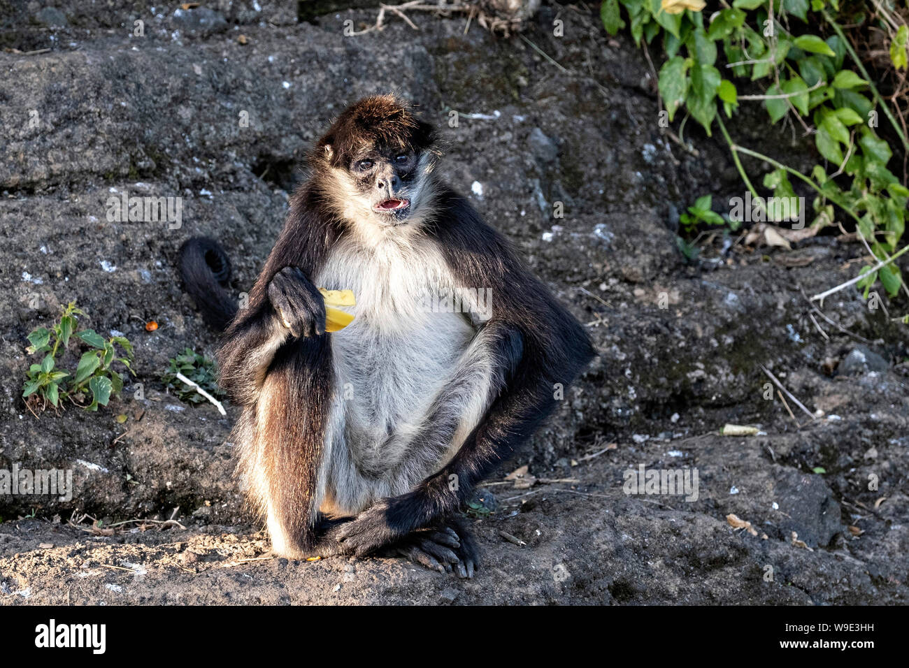 A critically endangered Mexican spider monkey eats a banana on Monkey ...