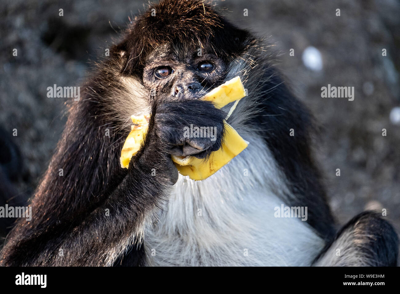 Mexican spider monkey hi-res stock photography and images - Alamy